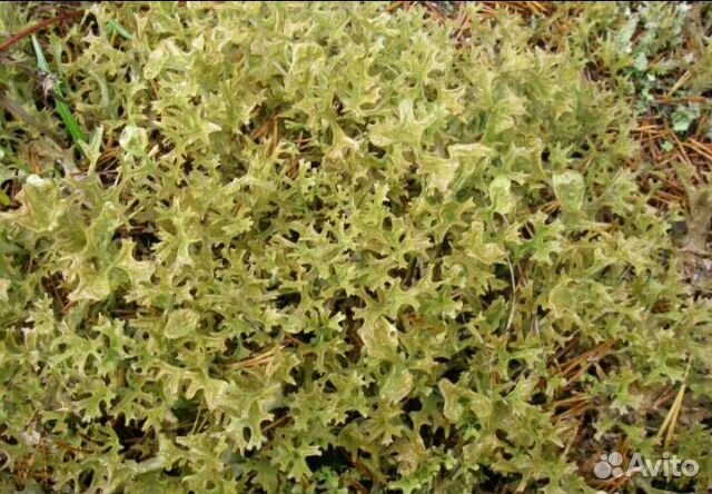 Мох цетрария. Исландский мох