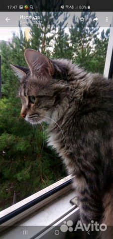 Кошка ищет дом