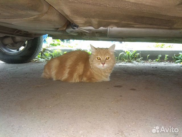Найдена молодая рыжая кошечка