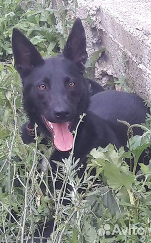 Друг ищет дом