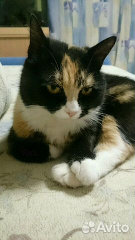 Кошка Шаня (девочка)