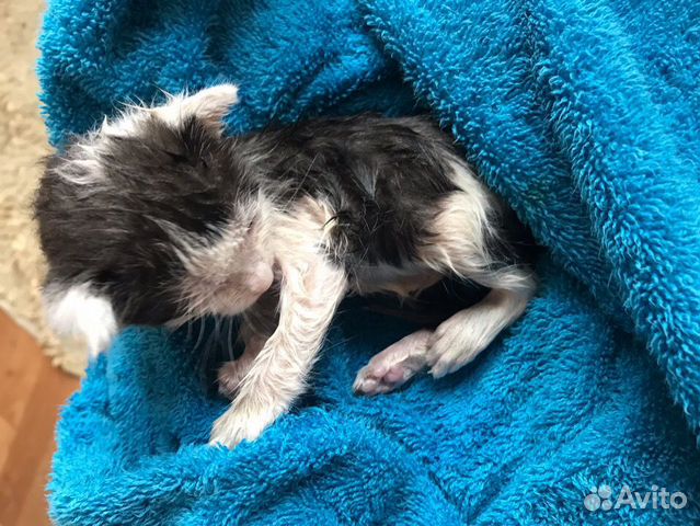 Маленькое счастье ищет семью