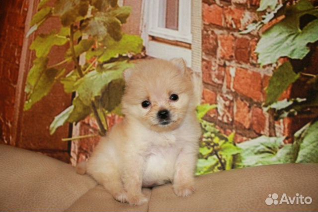 Щенки померанского шпица