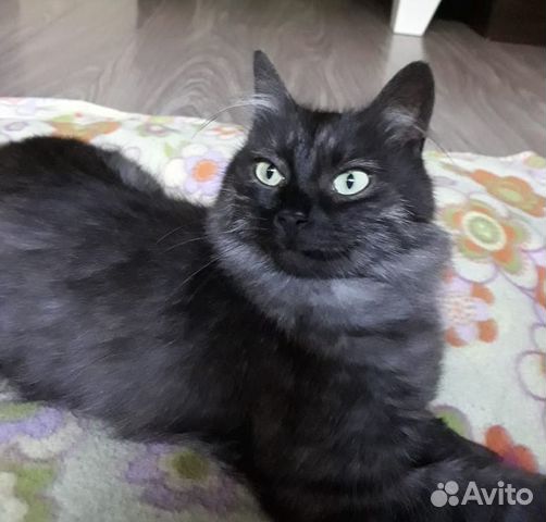 Кот