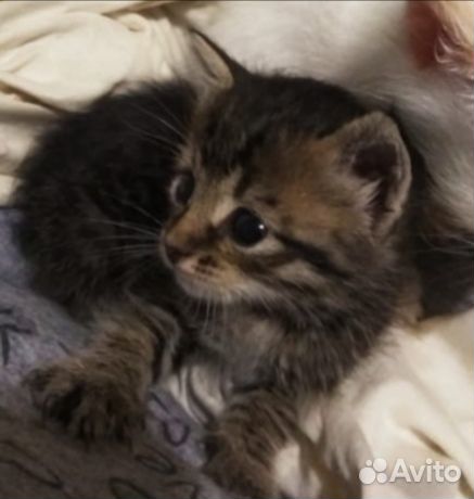 Малышка Мэгги ищет дом