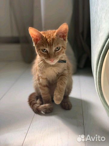 Котенок в добрые руки (бесплатно)