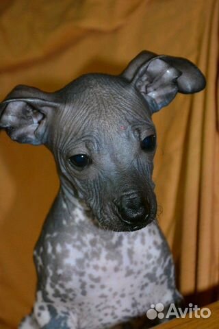 Прекрасный мальчик мексиканской голой мини