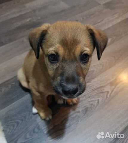 Щенок Пеппа