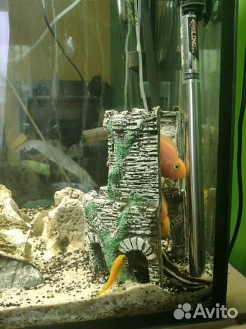 Лабидохромис жёлтый и попугай