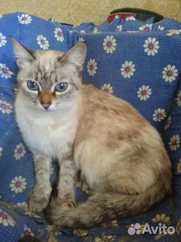Кошечка Ассоль ищет дом