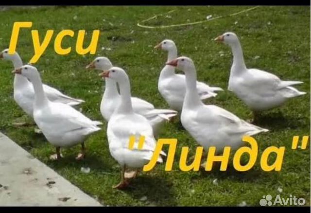 Гусята «Линда»