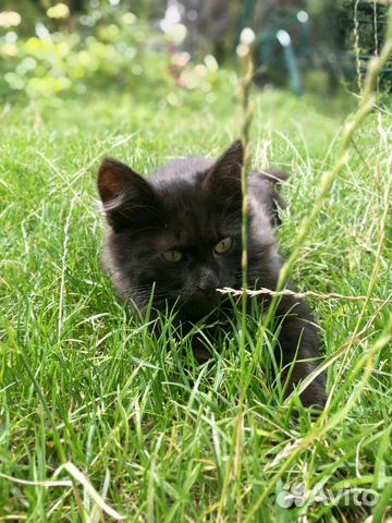 Котенок Флинт в дар