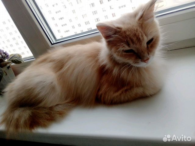 Кошка Маруся