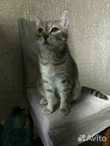 Отдадим кошечку в добрые руки