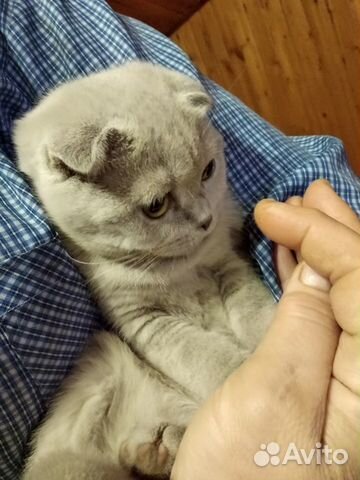 Вислоухие шотландские котята