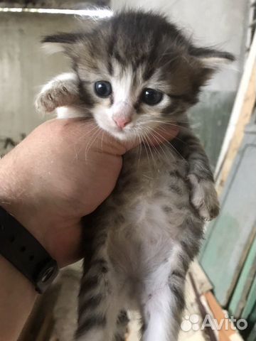 Пижон.) отдам в хорошие руки