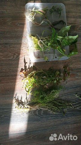 Аквариумные растения прополка