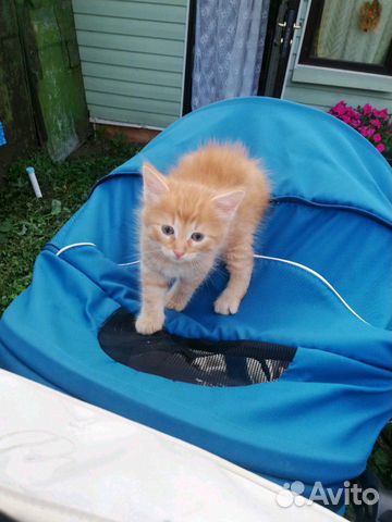 Котенок в добрые руки