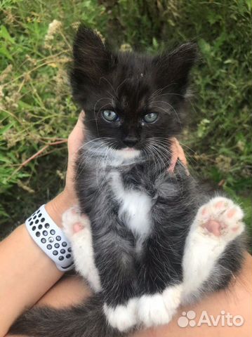 Котята