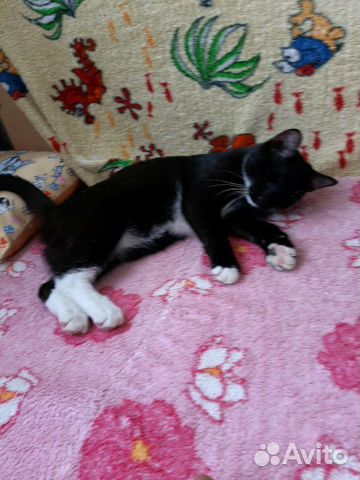 Котёнок