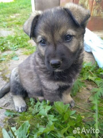 Милые щенки ищут дом И добрых хозяев