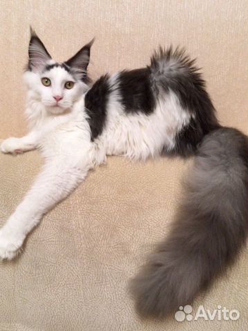 Ну где же хозяин такой красоты