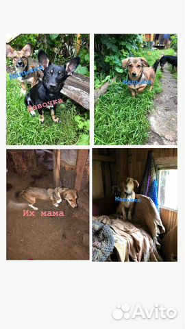 Ищут хозяев маленькие собаки