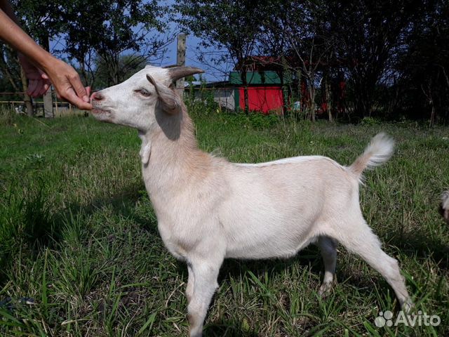 Козлик полунубийский 3мес обмен
