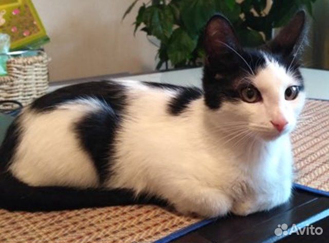 Помогите, пожалуйста, найти для котёнка дом