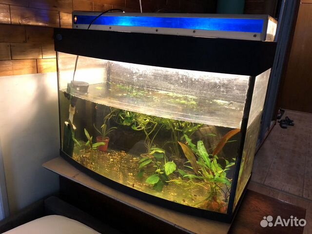Аквариумы с рыбками, с растительностью и замками