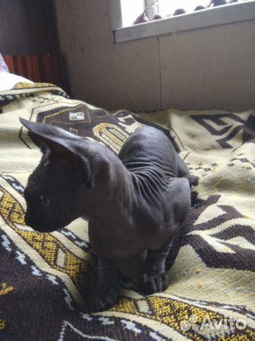 Скандинавский свинкс