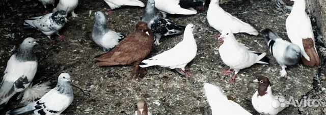 Голуби такла