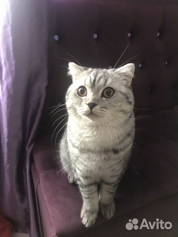 Скоттиш страйт ищет подругу