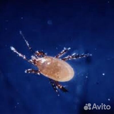 Hypoaspis miles хищный анти клещ