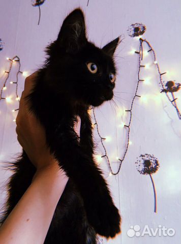 Отдам котёнка, девочка чёрного цвета