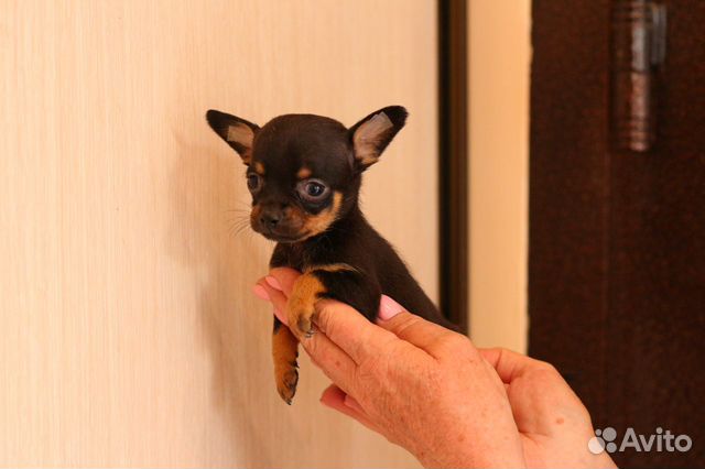 Той-терьер. Мини детишки