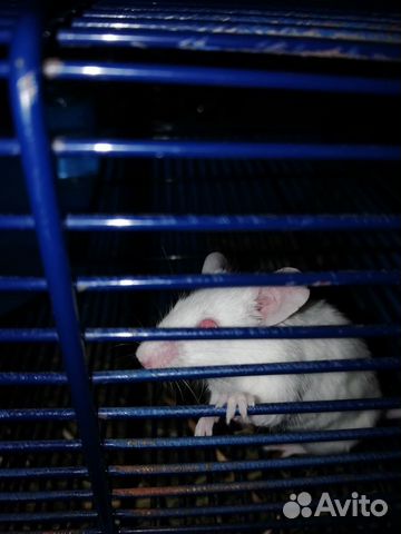 Мышь в добрые руки