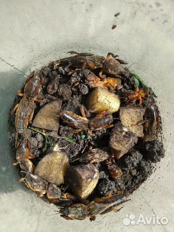 Медведка живая, черви, личинка майского жука