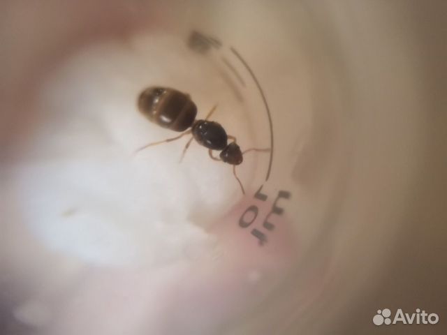 Муравьиная матка Lasius flavus в шприце