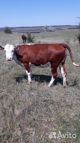 Бычок и телочка