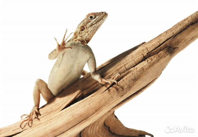 Обыкновенная агама