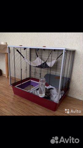 Хорёк родословный