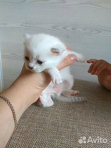 Котята шотландские редкого окраса с родословной