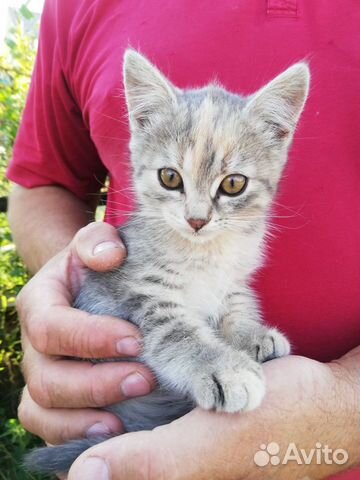Ручные котята 2,5 месяца