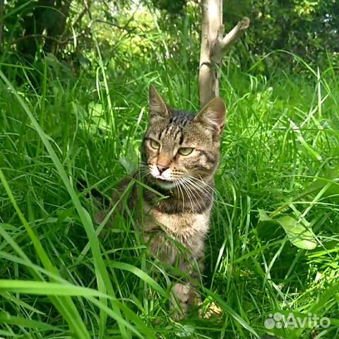 Котик Арчи в добрые ручки