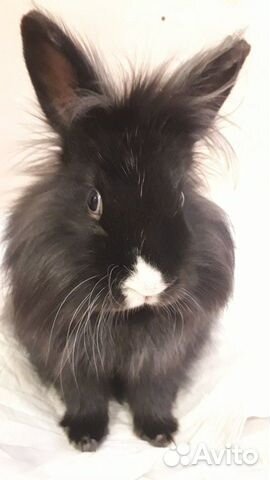 Вязка кролика