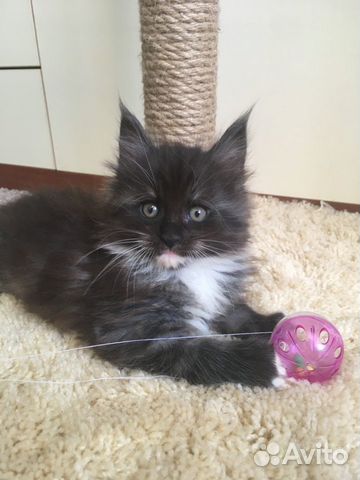 Котята Мейн-куны