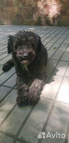 Фландрский бувье мальчик Чапа 5лет