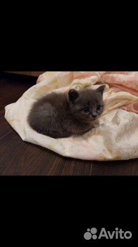 Шотландский котёнок