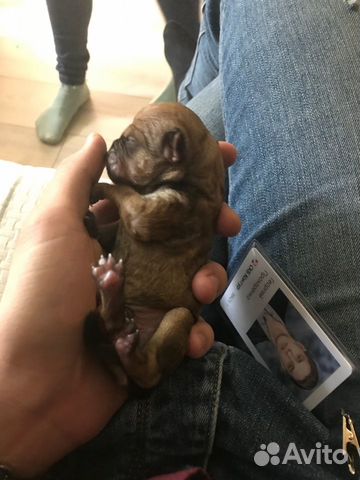 Щенок питбуля